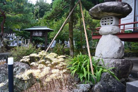 北條寺の白いヒガンバナ伊豆の国市 しずおかはなさんぽ