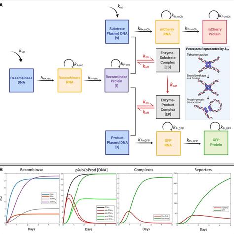 A Representation Of Expanded Michaelis Menten Model Tailored To