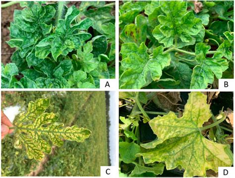 Persistent And Asymptomatic Viral Infections And Whitefly Transmitted