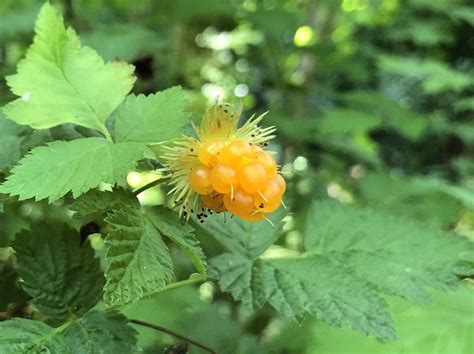 Salmonberry Rubus Spectabilis Identification