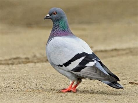 Rock Pigeon Celebrate Urban Birds