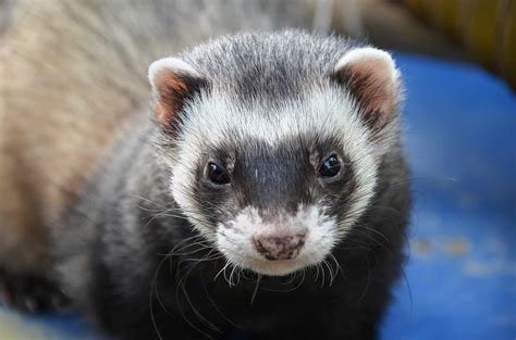 Which Gender Ferret Smells My Happy Ferret