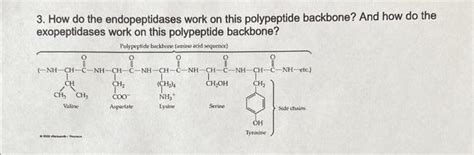 Solved 3 How Do The Endopeptidases Work On This Polypeptide
