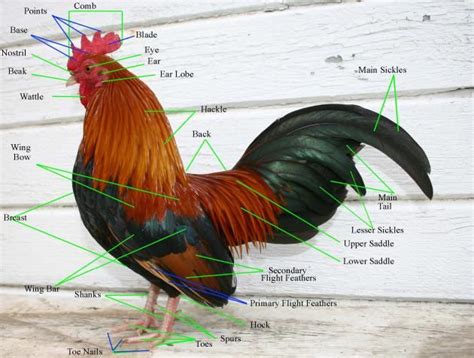 Anatomy Of A Feather Extension Rooster Animal Science Chickens