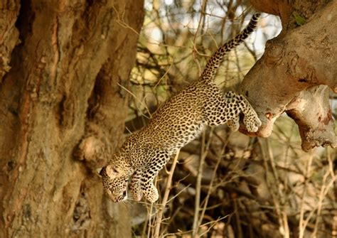 Zambia Nsefu Leopards And Cubs