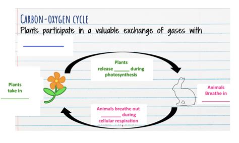 Leaf Stomata And Environmental Conditions Carbon Oxygen Cycle Diagram