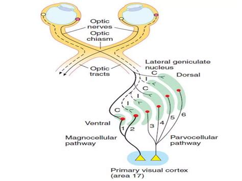 Visual Pathway Visual Cortex And Hemianopias Pptx