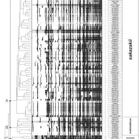 Dendrogram Of Aflp Profiles Of Cronobacter Strains Aflp Profiles Of 97