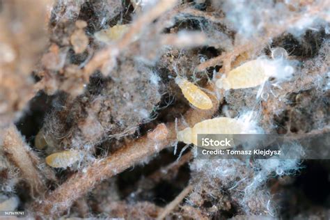 Sugarbeet Root Aphid Beet Root Aphid Pemphigus Fuscicornis A Species Of