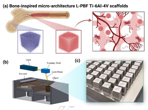 L PBF TPMS Ti Al V Scaffolds For Bone Tissue Reconstruction Download Scientific Diagram