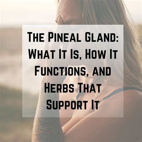 The Pineal Gland What It Is How It Functions And Herbs That Support It