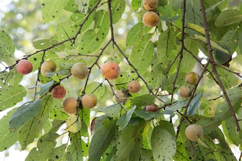 How To Grow Persimmon Trees Mossy Oak