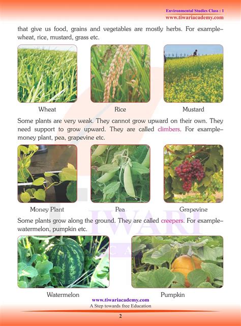 Ncert Solutions For Class 1 Evs Chapter 10 Plant Around Us