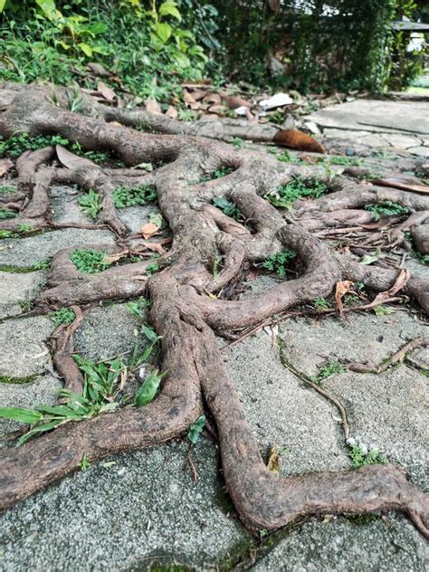 natures path tree roots breaking through urban pavement stock image
