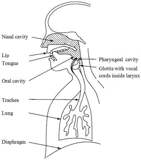 1 Human Speech Production Download Scientific Diagram