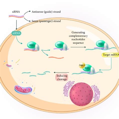 A Schematic Representation Of Sirna Function In Cells Download
