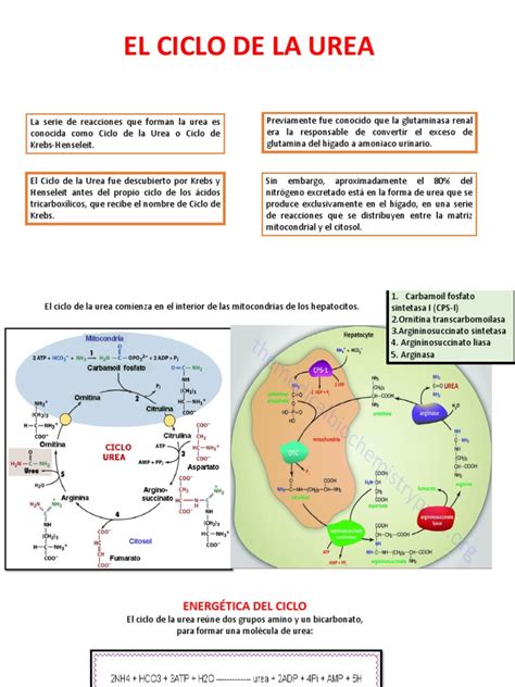 Regulación Del Ciclo De La Urea Pdf Bioquímica Química