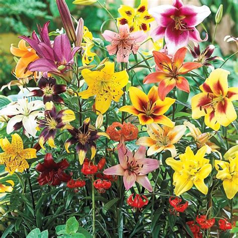 Brecks 25 Pack All Summer Lily Mixed Bulbs 06484 Bulb Flowers