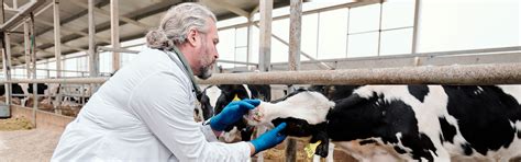 Veterinary Technician Office Of The Professions