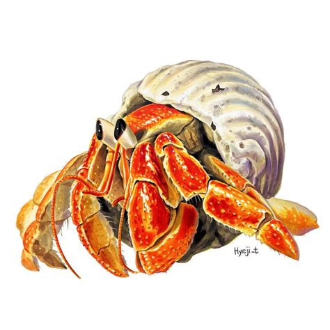 혜지티 소라게 그림 오일 파스텔 그림 수채화