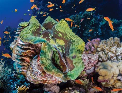 Giant Clam Predators Online
