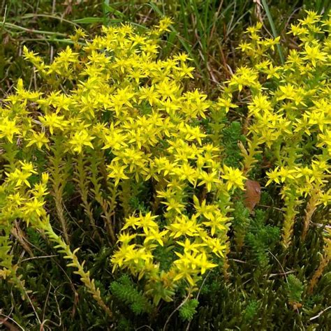 Milder Mauerpfeffer Sedum Sexangulare