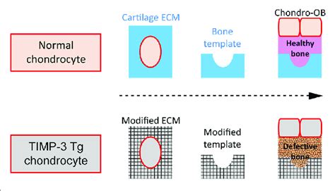Schematic Of Hypothesis A Normal Cartilage Extracellular Matrix