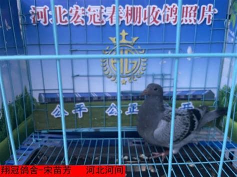 翔冠鸽舍 宋苗芳 zimgs