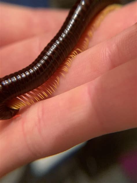 Trigoniulus Macropygus Aka Flameleg Millipede Subadult Love The Colors