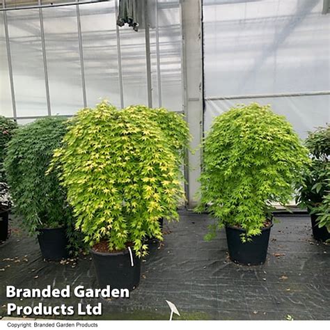 Acer Palmatum Cascade Emerald Suttons