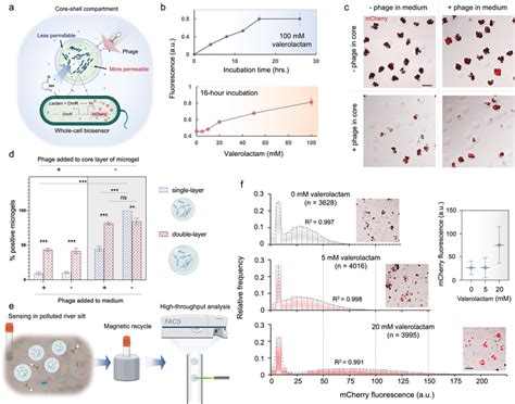Pecs‐based Whole‐cell Biosensors Resist Lytic Bacteriophages And