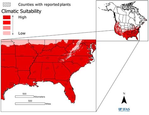 Gomphocarpus Physocarpus Ufifas Assessment University Of Florida