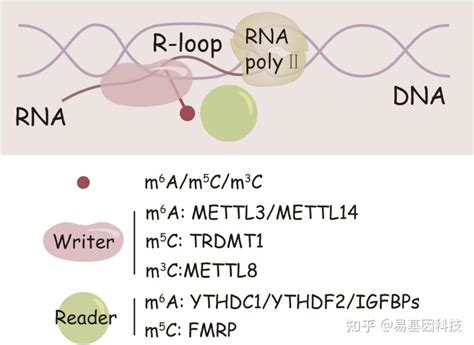 易基因：rna甲基化修饰和r Loop的交叉调控：从分子机制到临床意义｜深度综述dripc Seq Csdn博客