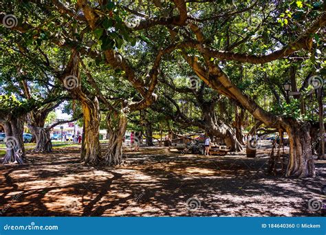 Maui Lahaina Banyan Tree Editorial Image Image Of Green 184640360