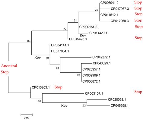 Analysis Of Stop Codons Within Prokaryotic Protein Coding Genes Suggests Frequent Readthrough