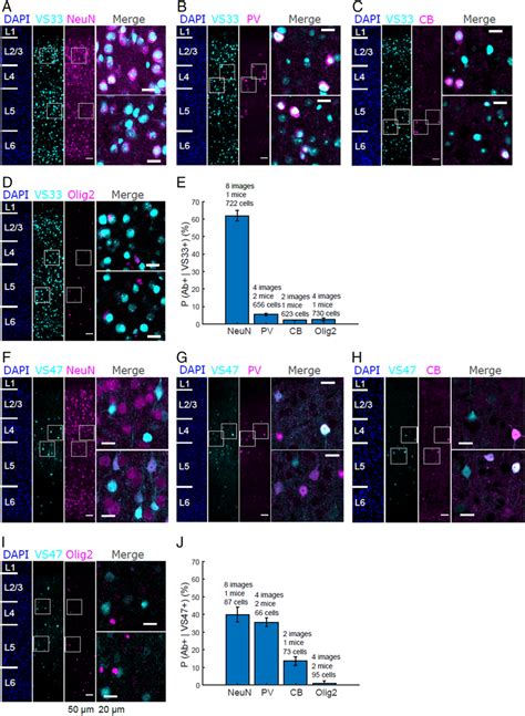 Cell Type Characterization Of Validation Sequences Vs33 And Vs47 Using
