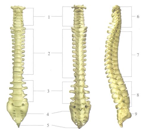 图2 1 脊柱 骨科临床解剖学