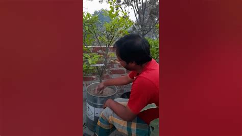 ছাদ বাগানে গাছের পরিচর্যা যেভাবে করবেন । ছাদবাগান ছাদ কৃষি Rooftopgarden Gardening Youtube