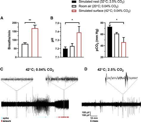 Hyperthermia Induced Respiratory Alkalosis Promotes Seizures In Adult