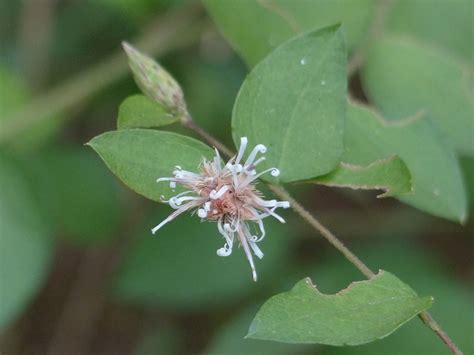 そっくりな花コウヤボウキカシワバハグマ 花と葉っぱ
