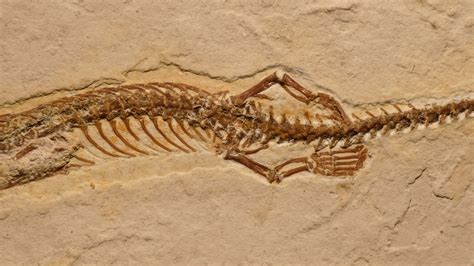 Four Legged Snake Fossil With Clasping Arms Could Be Oldest One Known