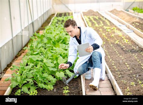 agronomist farmer quality inspector holding are collecting data in greenhouse checking quality