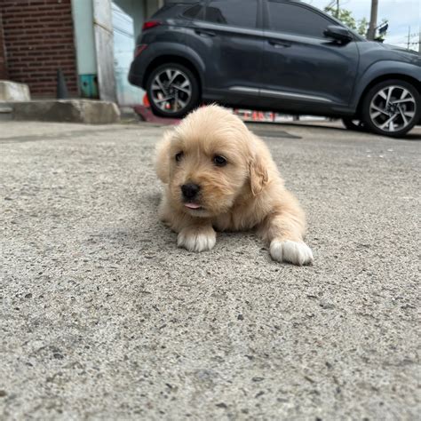 Bbs 애견분양 골든리트리버분양합니다