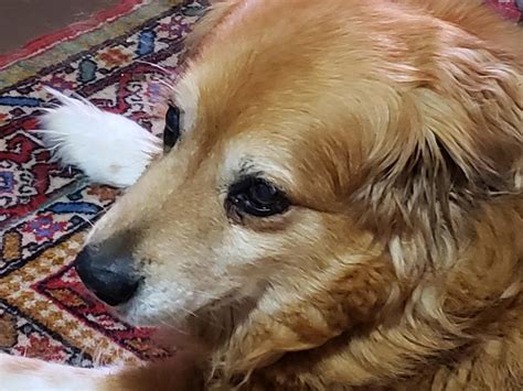 Goodbye Brother Scrolller