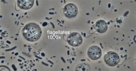 Bug Of The Month Abundant Flagellates Can Treatment Plant Operator