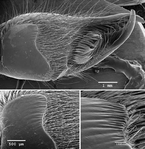 Stridulatory Organ Of Juvenile G Caspius With 6mm Large Propeltidium
