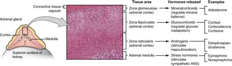 Difference Between Adrenal Cortex And Adrenal Medulla Compare The