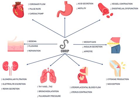 The Promise And Challenges Of Cgrp As A Migraine Biomarker Cerebral Torque