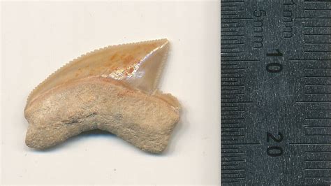 Ancient Shark Tooth Collection Uncovered