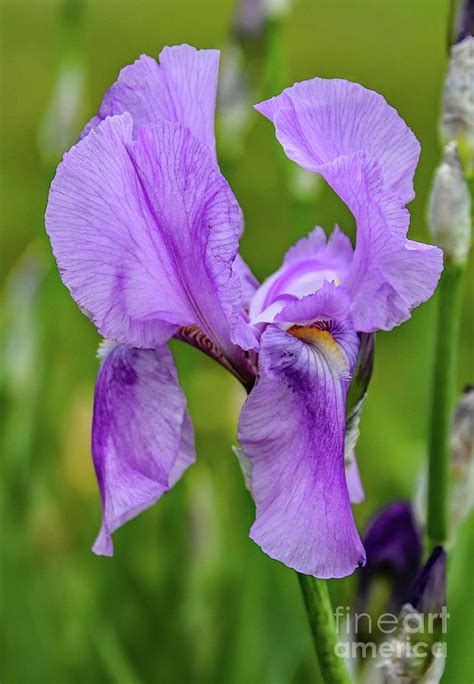 Captivating Iris Photograph By Cindy Treger Pixels